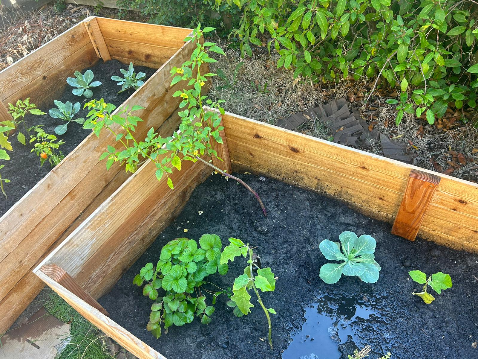 Gardening Program – Somali Family Safety Task Force