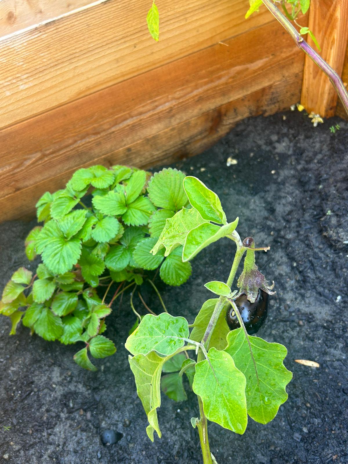 Gardening Program – Somali Family Safety Task Force