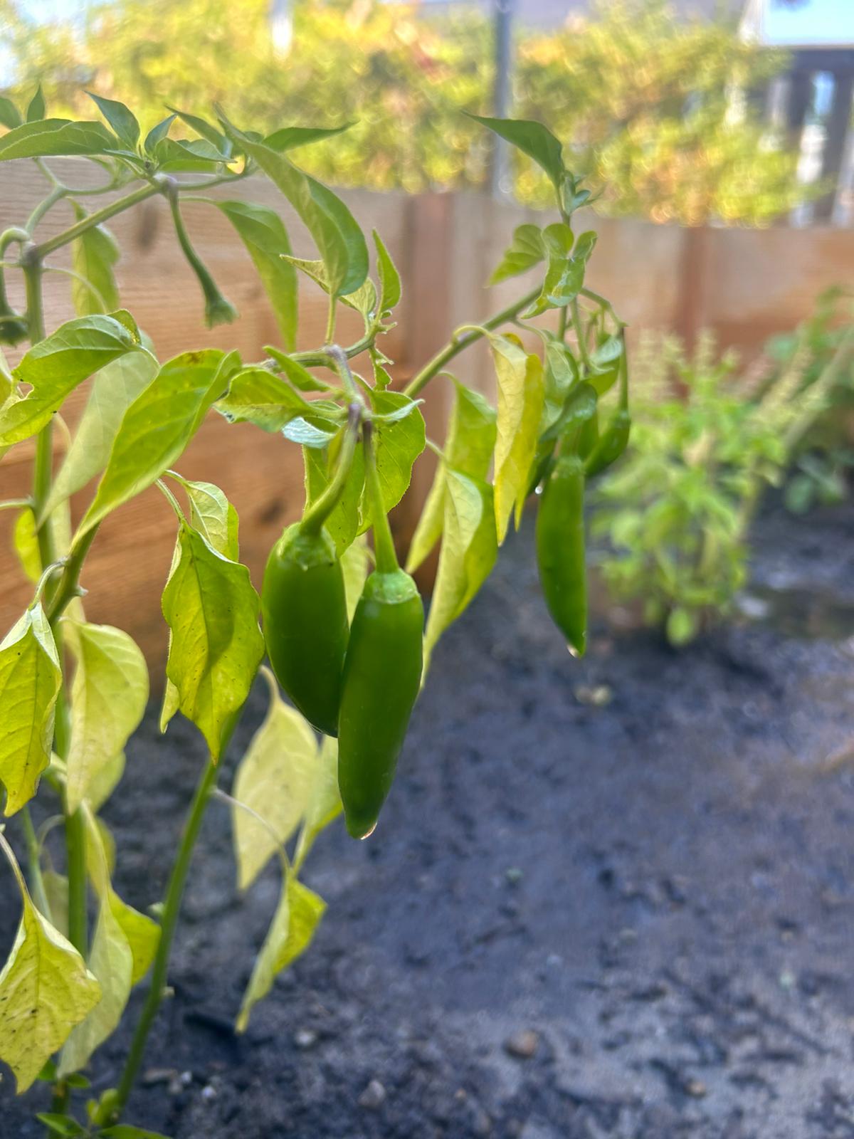 Gardening Program – Somali Family Safety Task Force