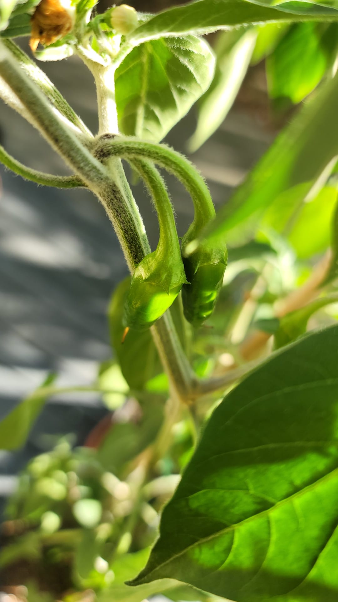 Gardening Program – Somali Family Safety Task Force